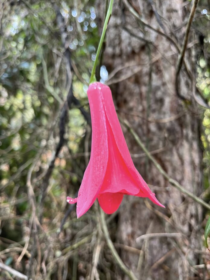 El copihue: símbolo sagrado y patrimonio natural de Chile - Radio ...