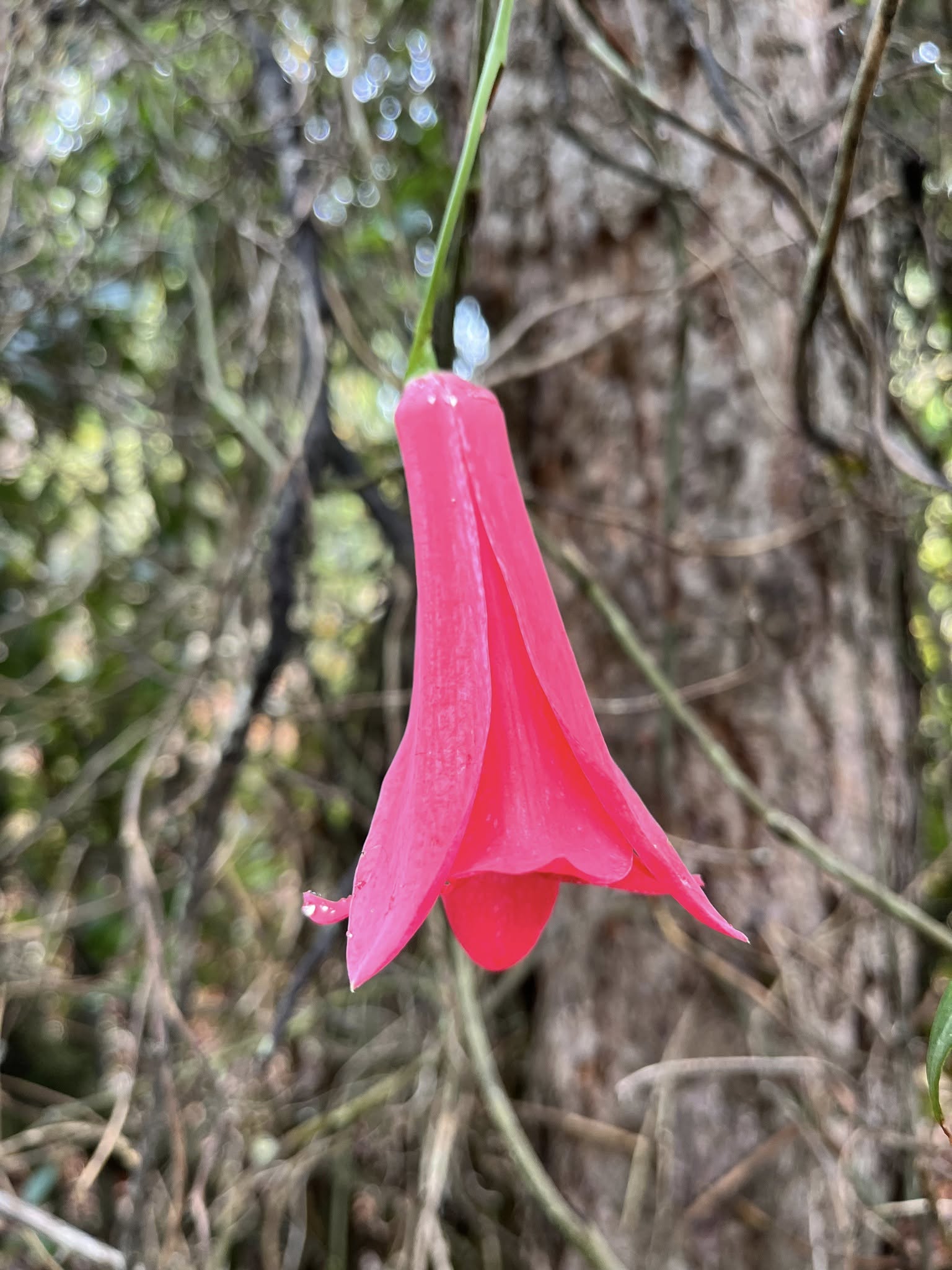 El copihue: símbolo sagrado y patrimonio natural de Chile - Radio ...